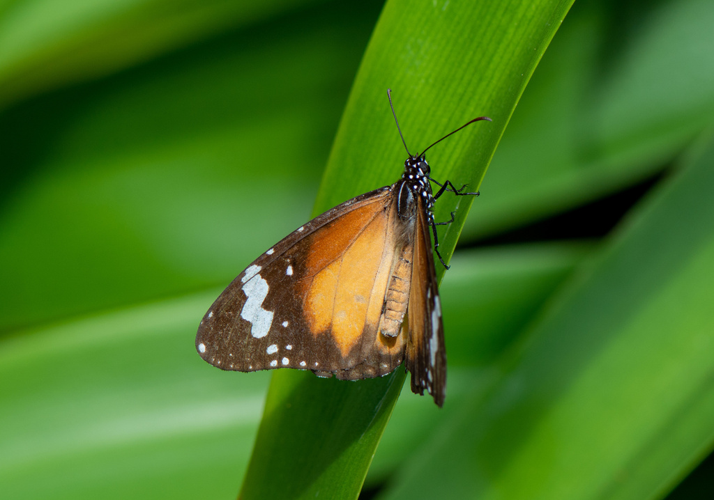 Lesser Wanderer from Te Ika-a-Māui/North Island, New Plymouth, Taranaki ...