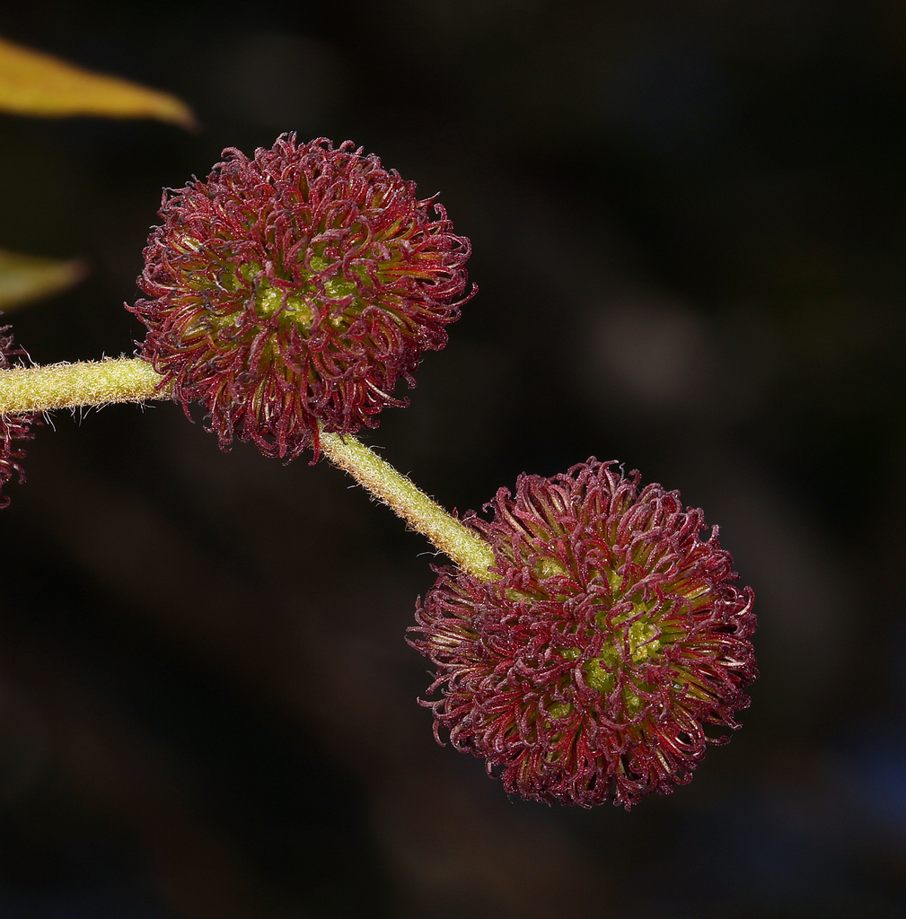 western sycamore (Platanus racemosa) - Botanical Realm