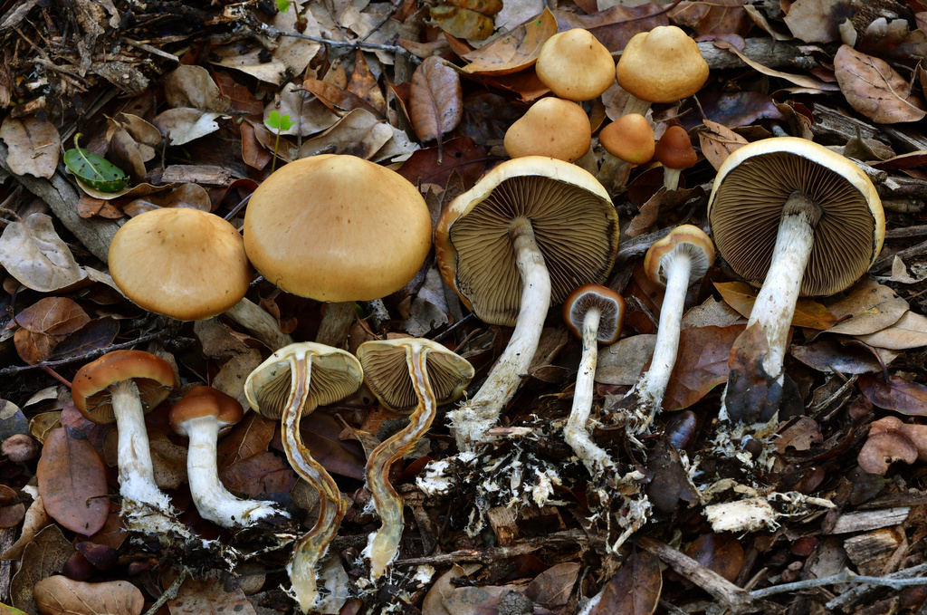 Psilocybe azurescens in December 2022 by Christian Schwarz. May be a ...