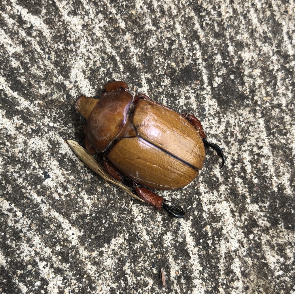 Christmas Beetles from Halsalls La, Creightons Creek, VIC, AU on ...