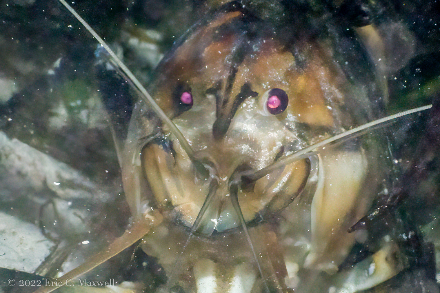 Macrobrachium carcinus (Linnaeus, 1758)