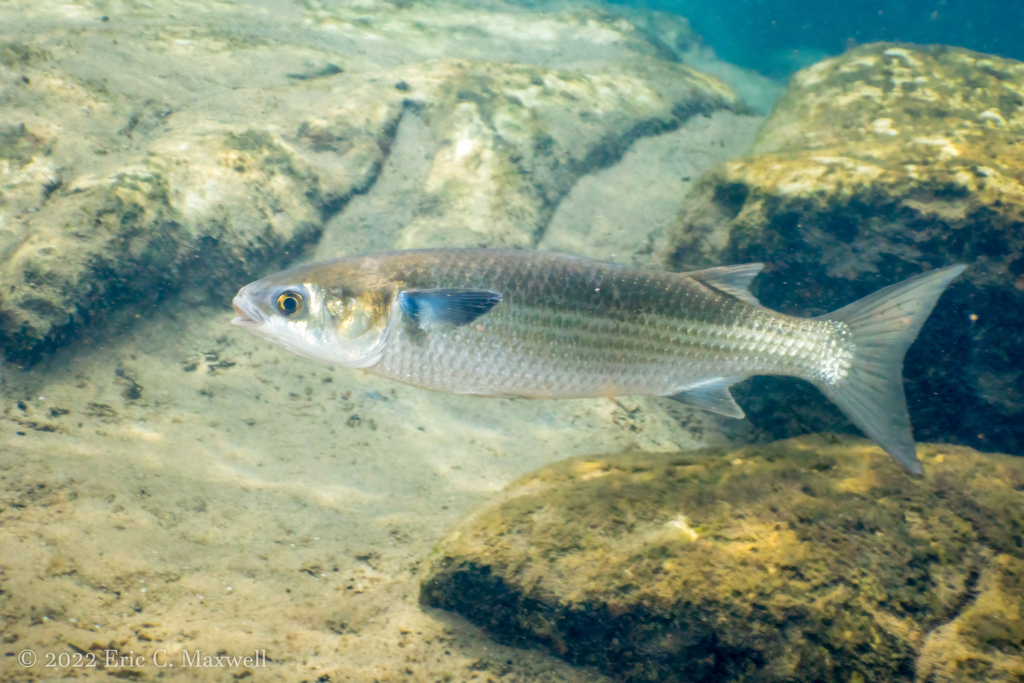 Sea Mullet from Marion County, FL, USA on March 3, 2022 at 02:55 PM by ...