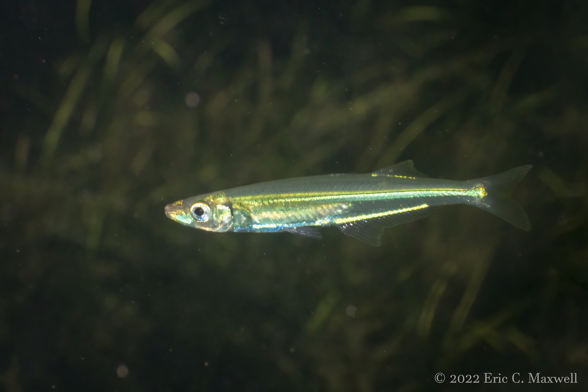 Labidesthes vanhyningi Bean & Reid, 1930