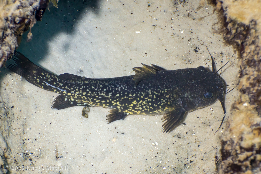 Spotted Bullhead from Gilchrist County, FL, USA on March 4, 2022 at 04: ...