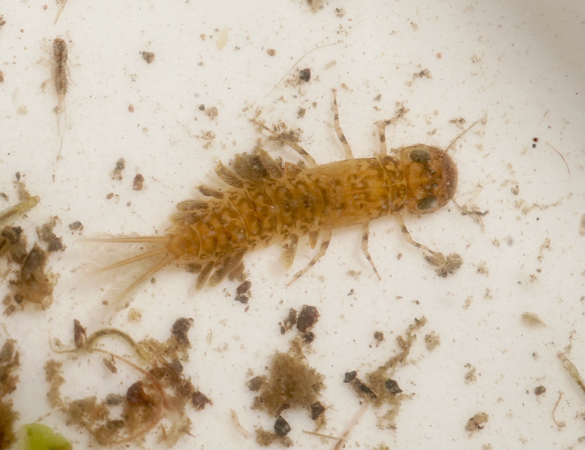 Ameletopsidae