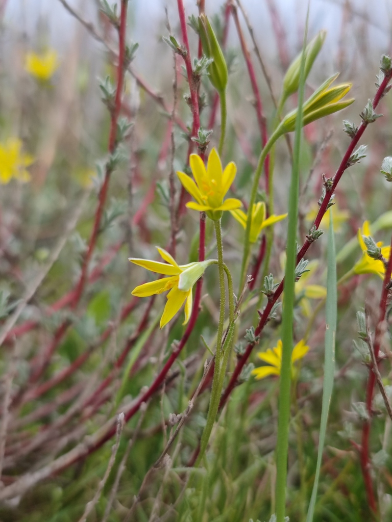 Gagea bulbifera from оз. Маныч, Апанасенковский р-н, Ставропольский ...