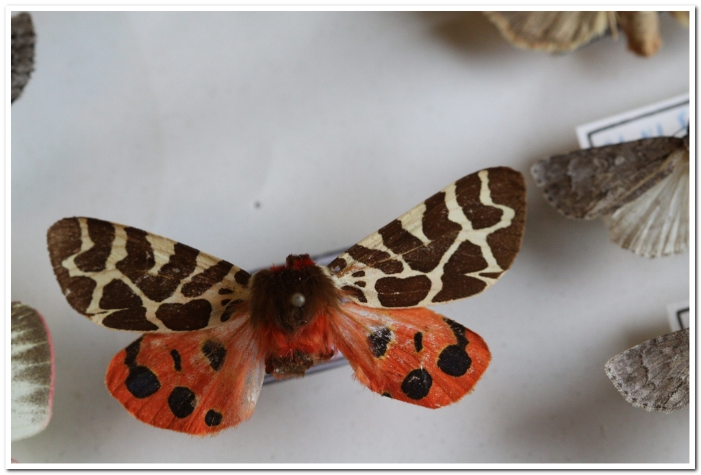 Opulent Tiger Moth from Vieux-Fort, QC G0G 2G0, Canada by Michel ...