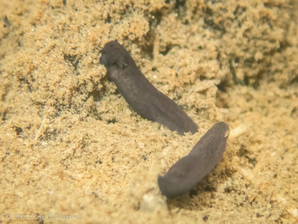 Frogs and Toads from Randolph County, WV, USA on May 20, 2022 at 03:13 ...