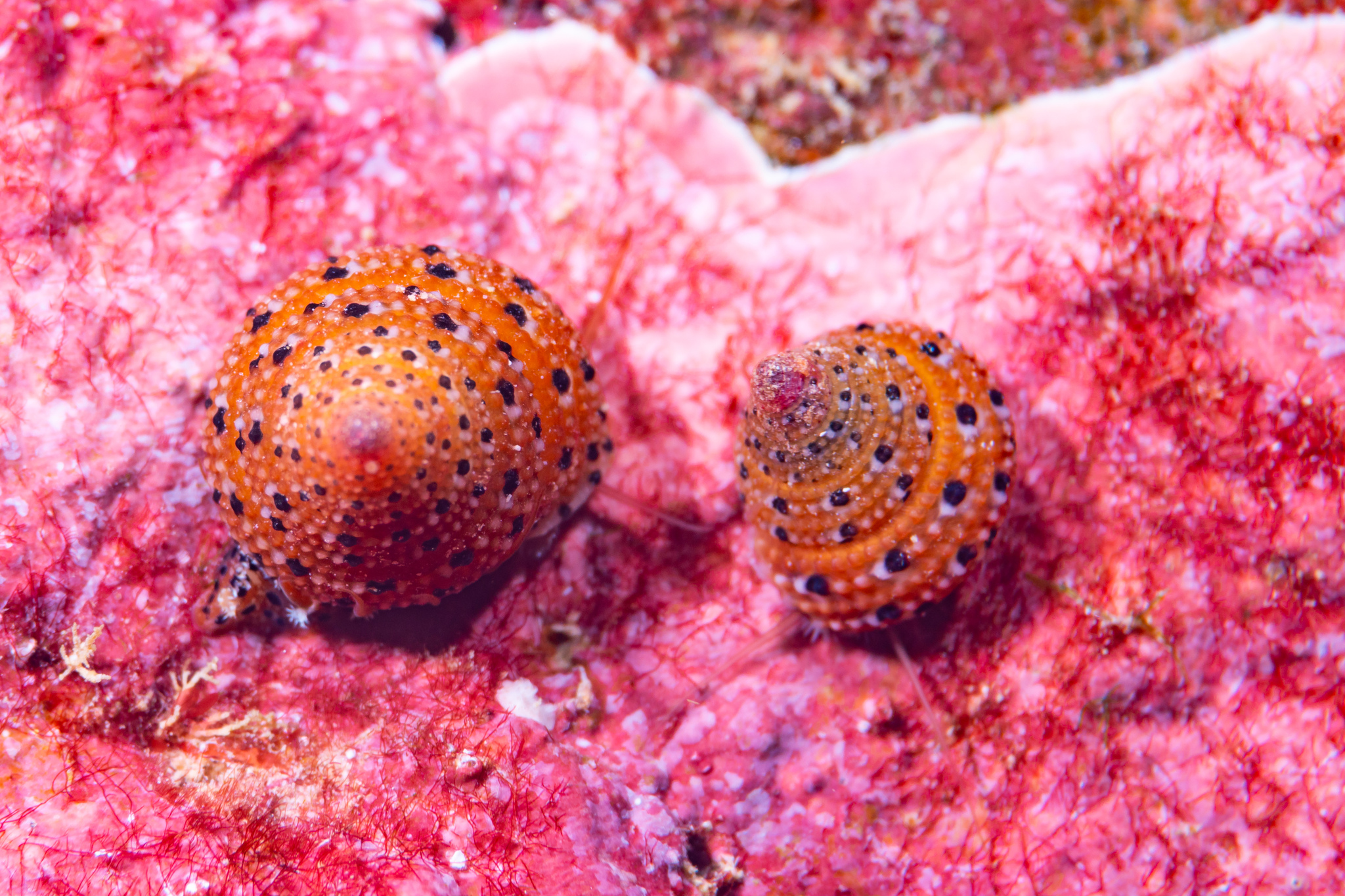 Clanculus margaritarius (Philippi, 1846)