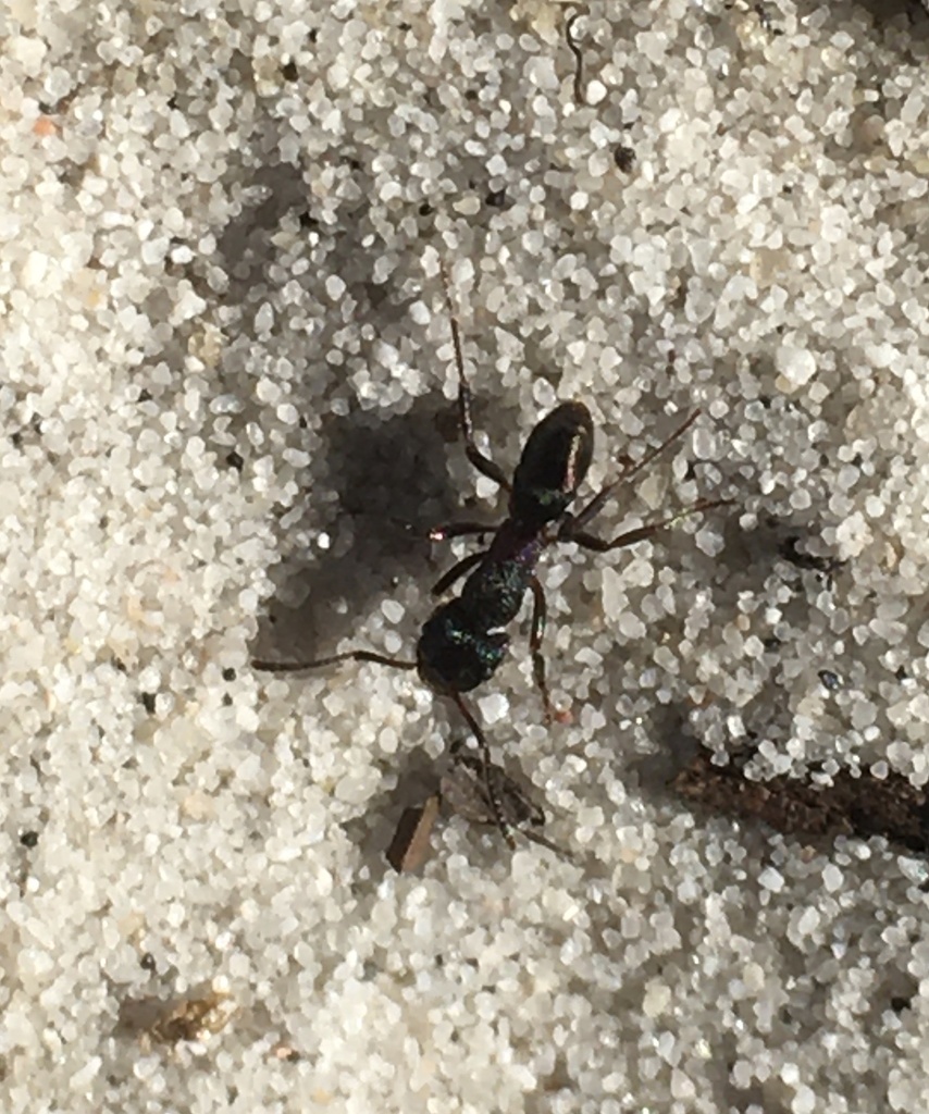 Green-head Ant from Sandy Point Rd, Corlette, NSW, AU on December 22 ...