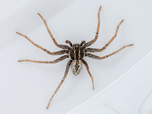 Thanatus mikhailovi · iNaturalist