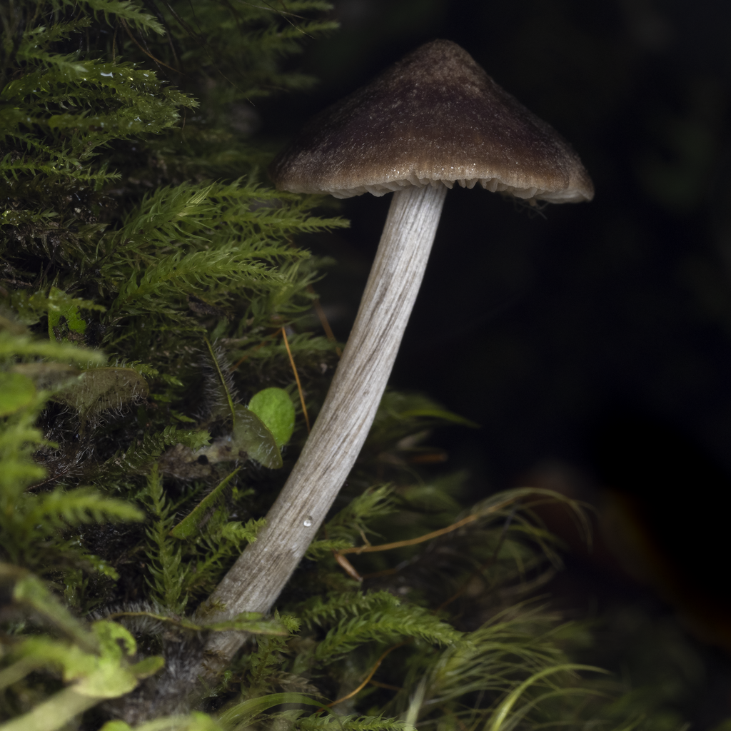Pinkgills from Springs Junction 7895, New Zealand on December 20, 2022 ...