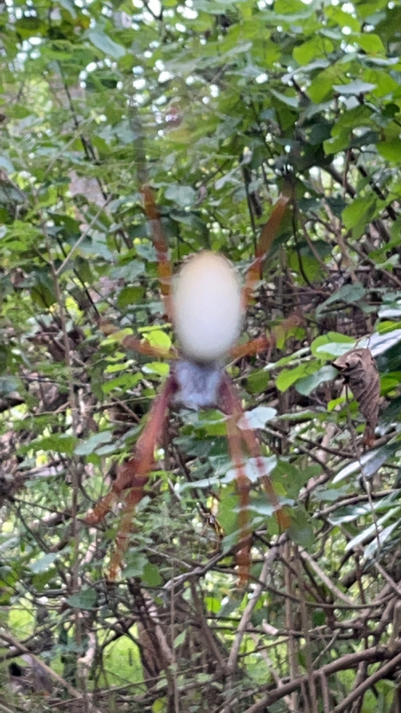 Tiger Spider in December 2022 by alexbarnard · iNaturalist