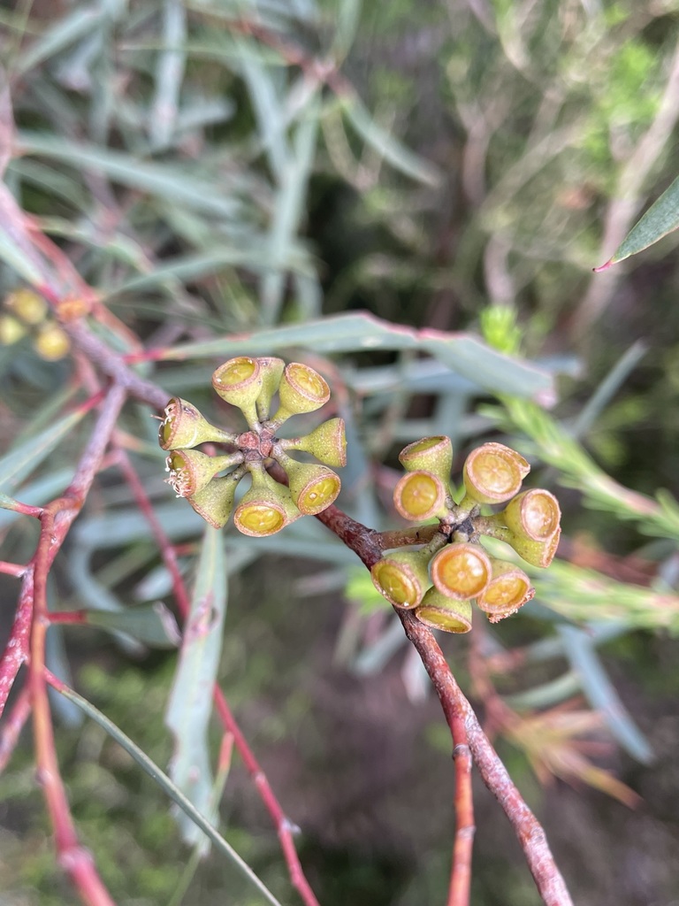 White Peppermint from Glamorgan-Spring Bay, Tasmania, Australia on ...