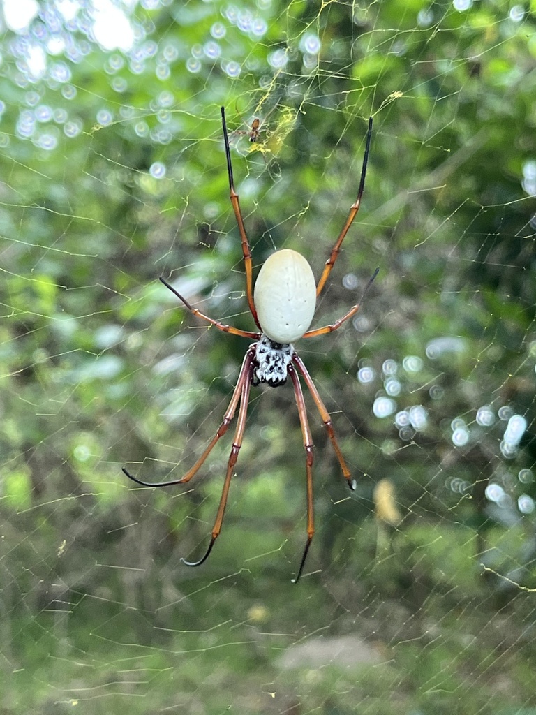 Tiger Spider in December 2022 by alexbarnard · iNaturalist