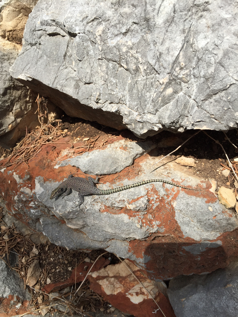 Sharp-snouted Rock Lizard from Fabrika, , County of Split-Dalmatia, HR ...