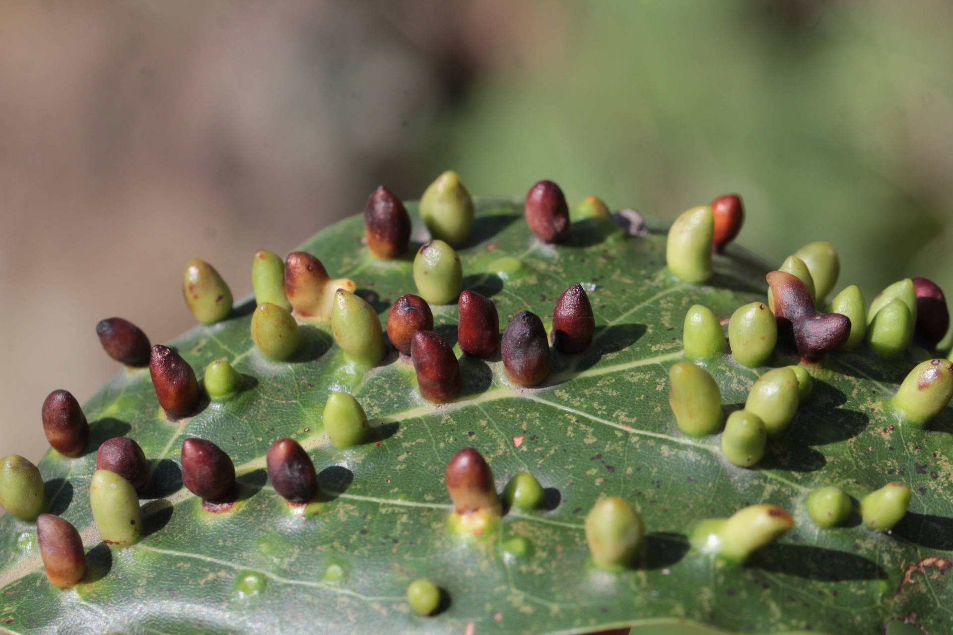 Trioza anceps Tuthill, 1944