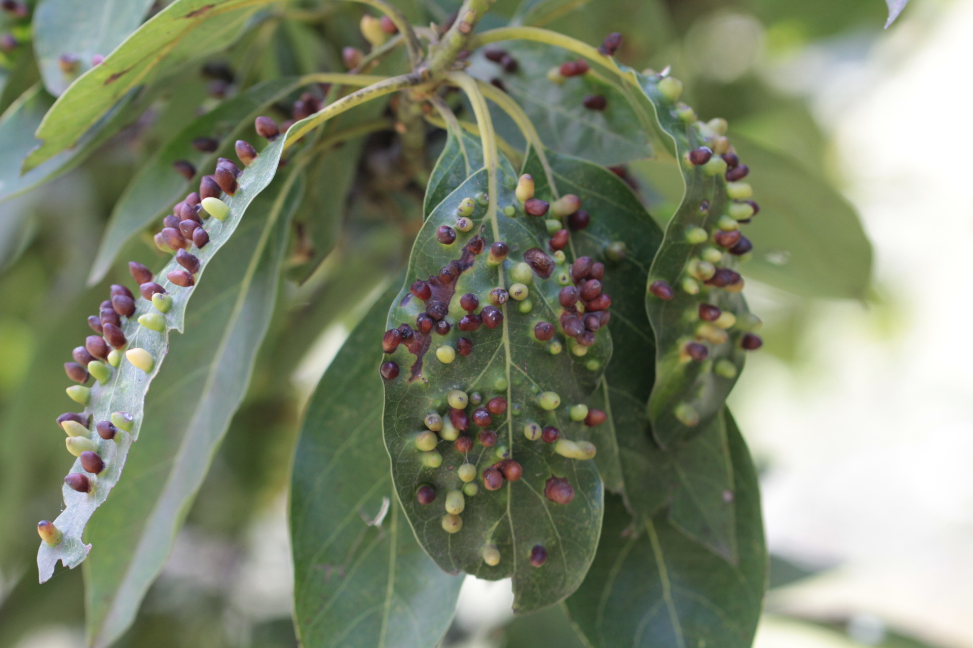 Trioza anceps Tuthill, 1944