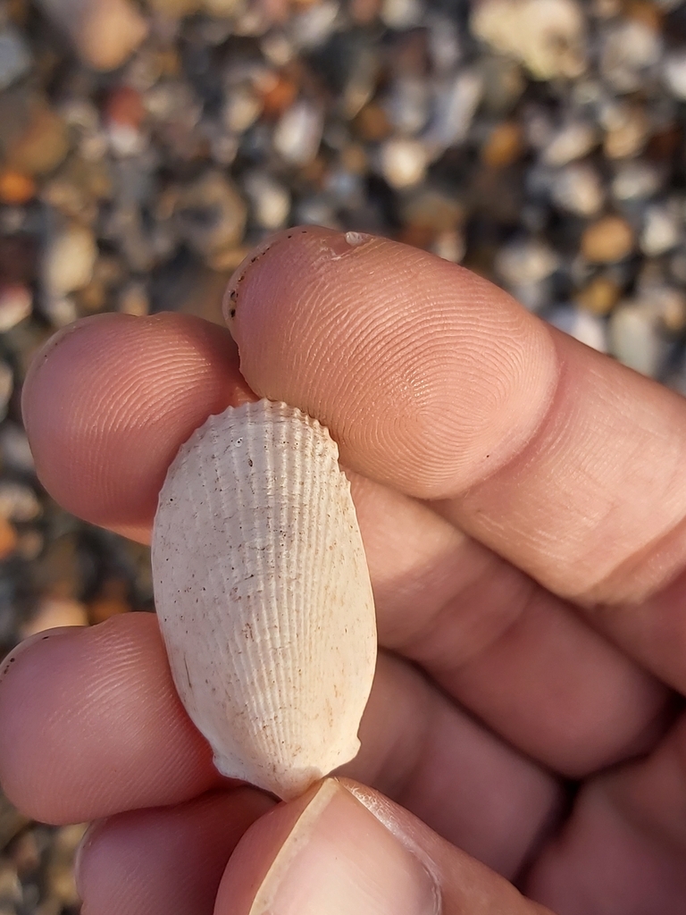 Limatula strangei from Australia on April 12, 2022 at 04:34 PM by Tim · iNaturalist