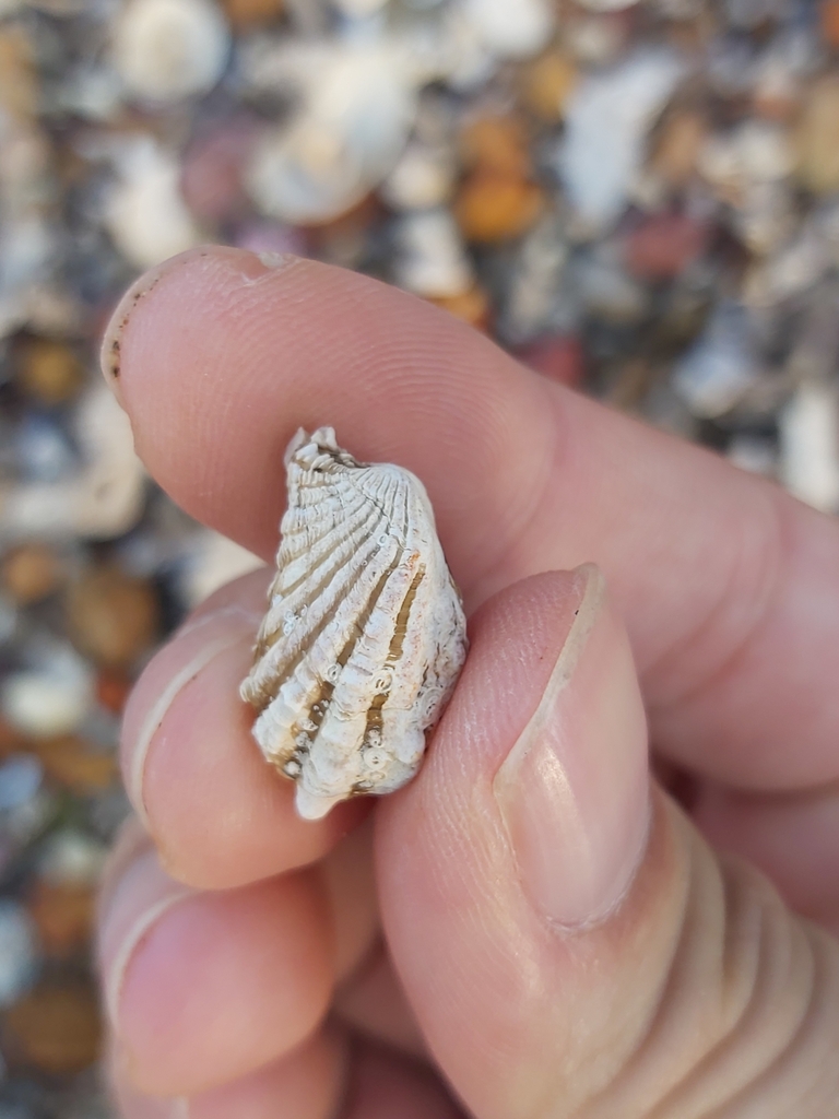 Cardita aviculina from Collaroy NSW 2097, Australia on April 12, 2022 ...