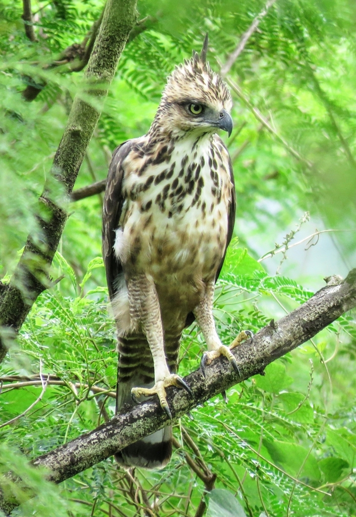 Philippine Hawk-Eagle (Nisaetus philippensis) - Avian Discovery