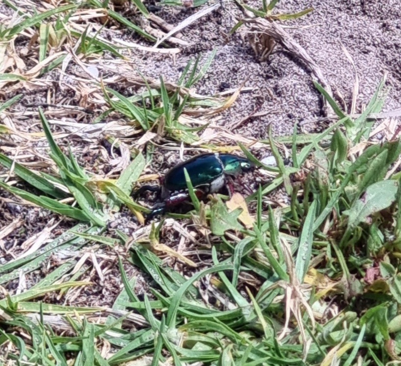 Repsimus from Glenmaggie VIC 3858, Australia on December 18, 2022 at 02 ...