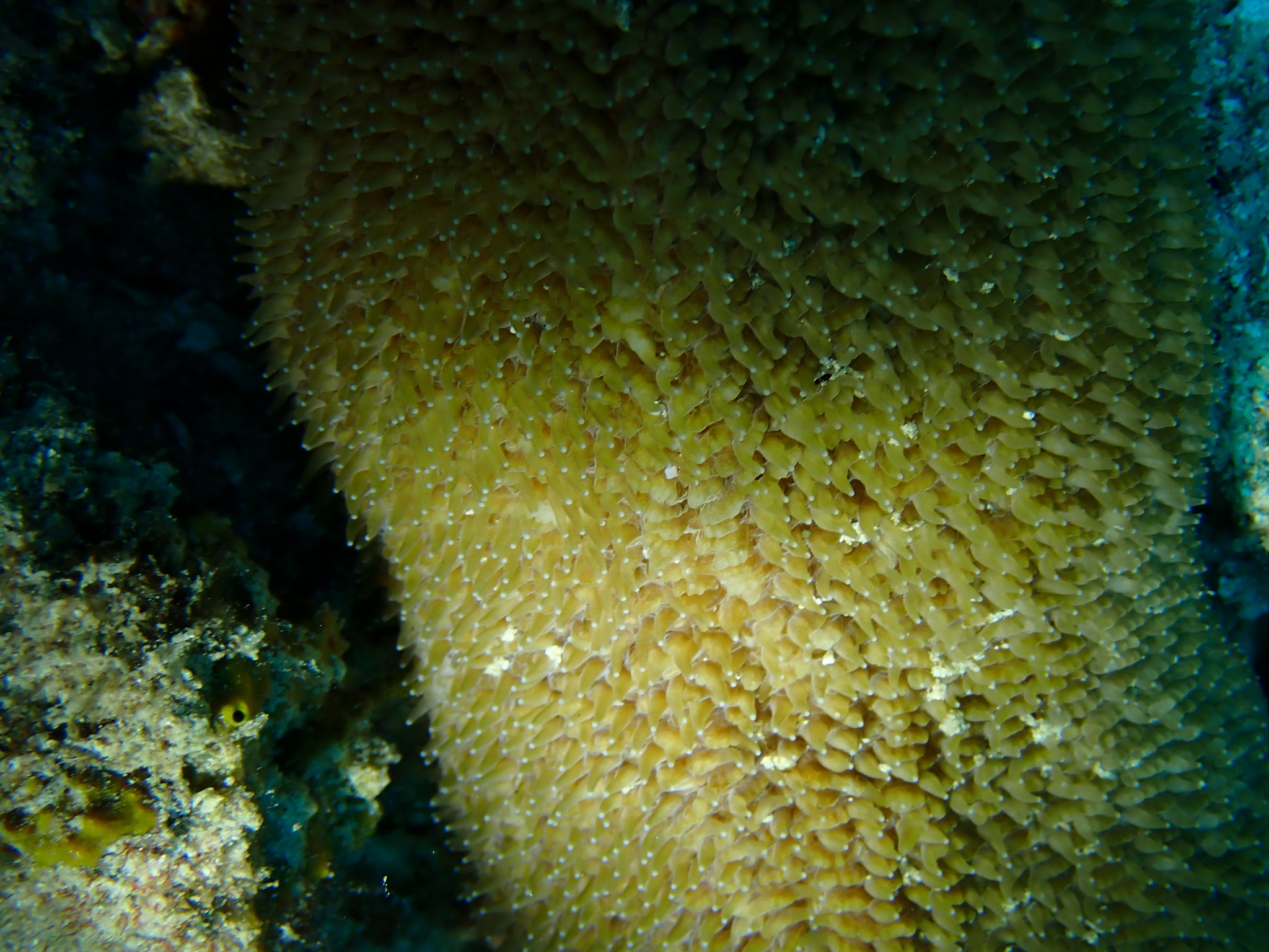 Polyphyllia Blainville, 1830