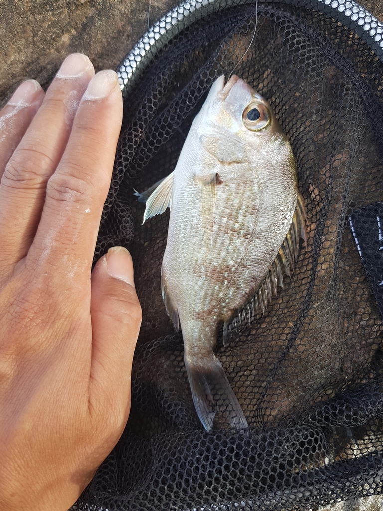Australasian Snapper from Port Pirie, SA, Australia on December 22 ...