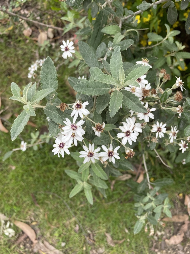 Asthma Bush from Eaglehawk Neck TAS 7179, Australia on December 11 ...