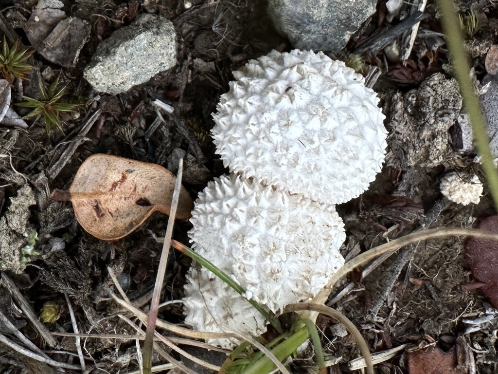puffballs from Te Waipounamu/South Island, Arthur's Pass, Canterbury ...