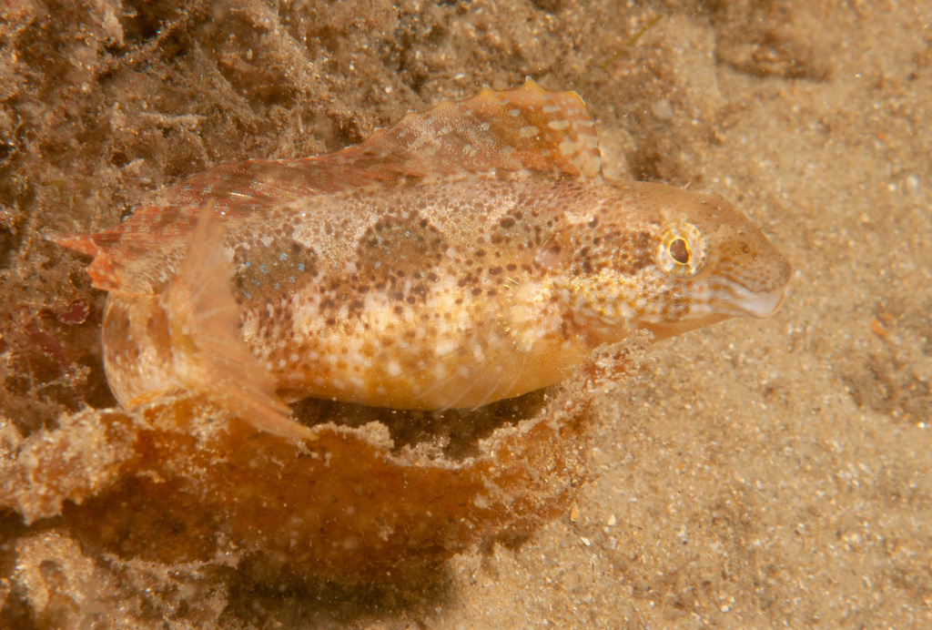 Brown Sabretooth Blenny from "Chowder Bay, Sydney, Australia" on ...