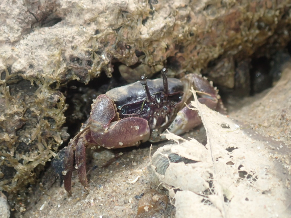 Semaphore Crab from Port Macquarie-Hastings - Pt B, New South Wales ...