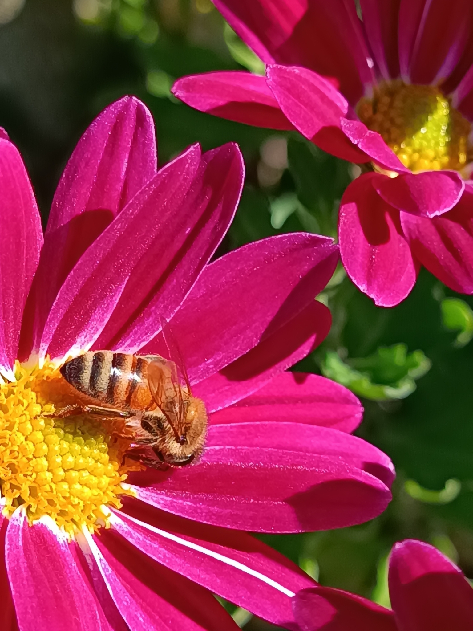 Apis mellifera ligustica Spinola, 1806