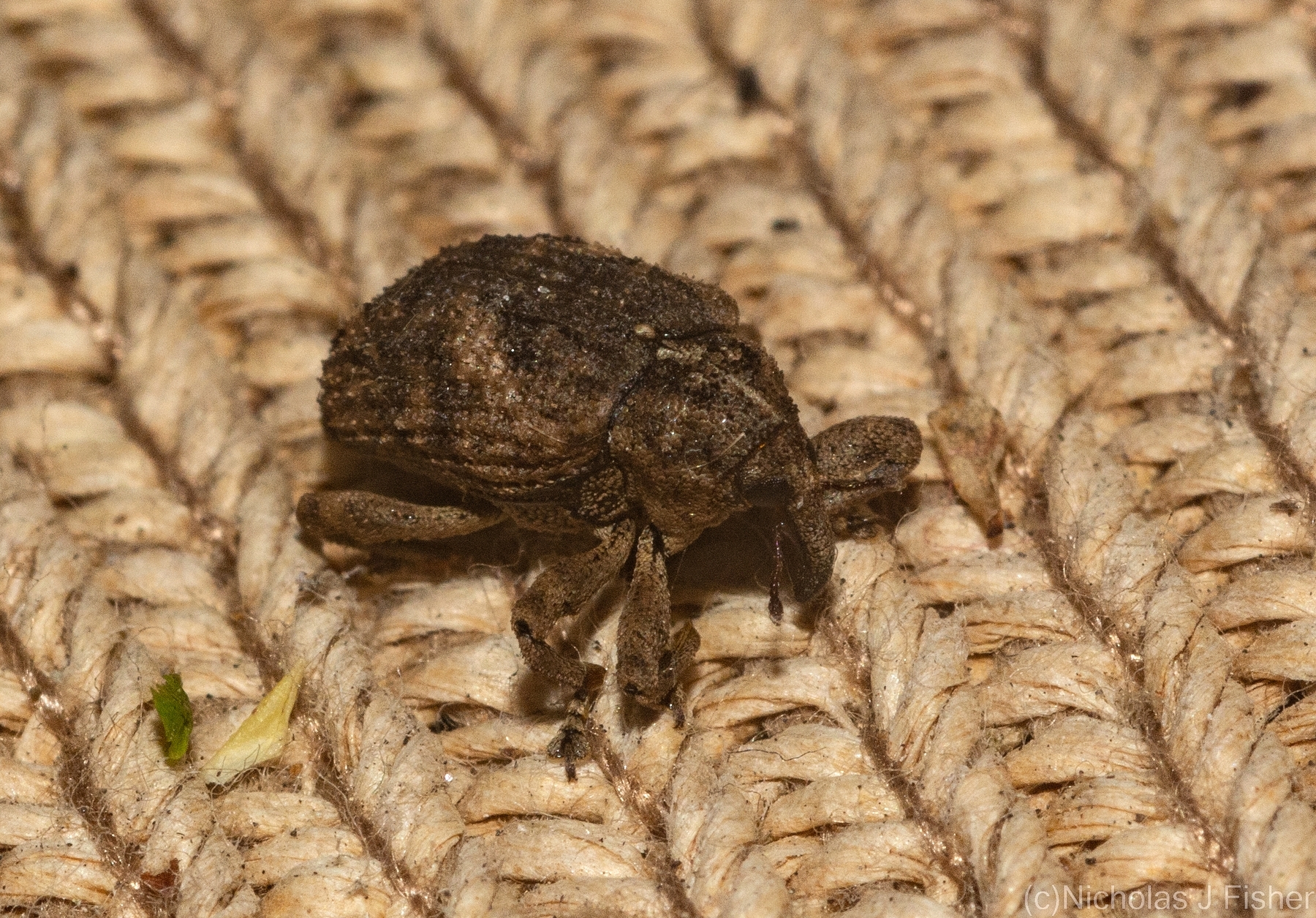 Sternochetus mangiferae (J.C.Fabricius, 1775)