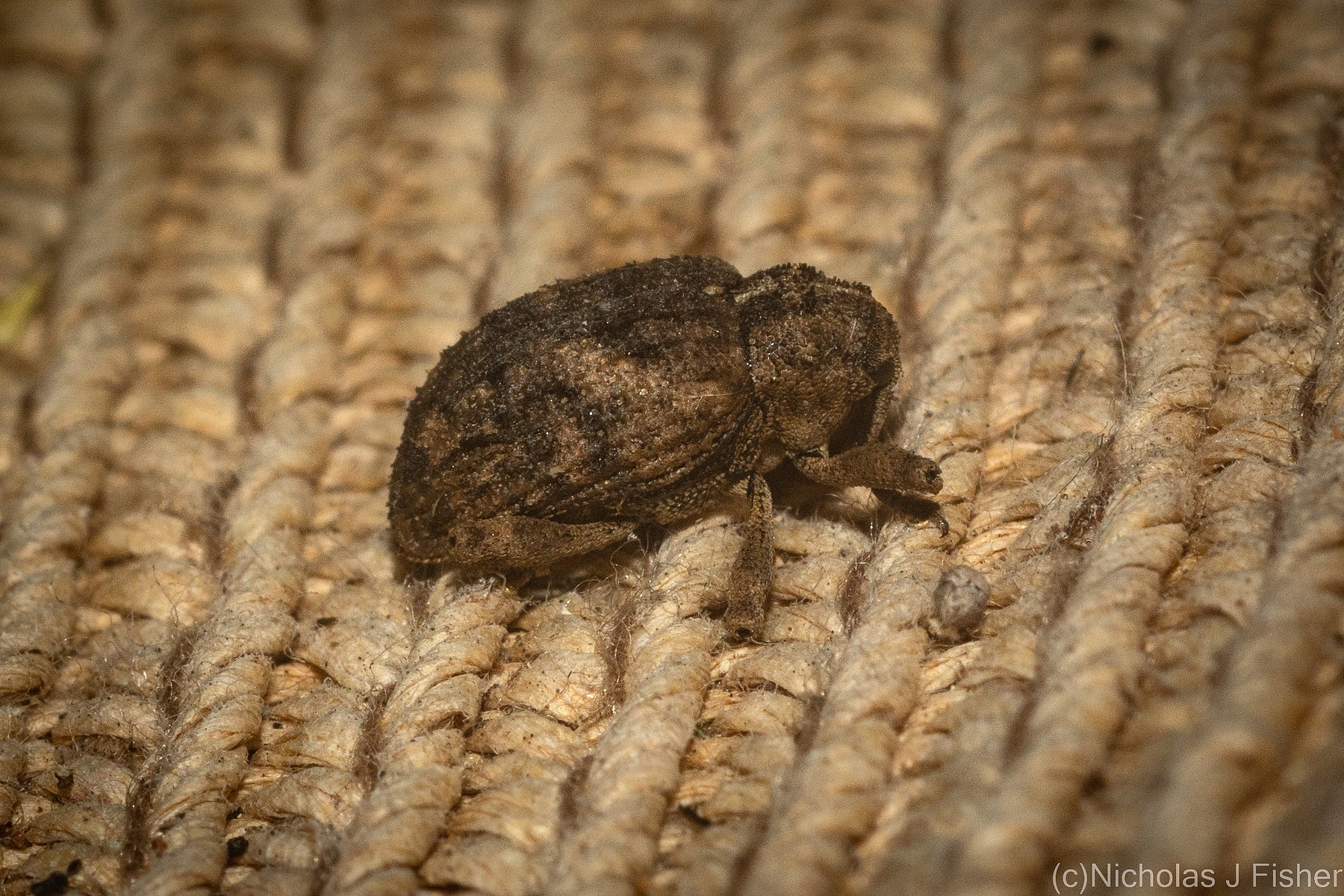 Sternochetus mangiferae (J.C.Fabricius, 1775)