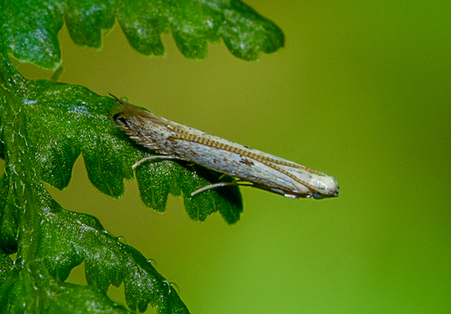 Batrachedra psithyra · iNaturalist