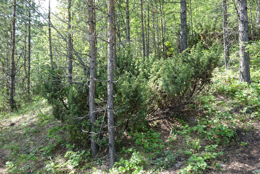 common juniper from Russia, Sakha Republic (Yakutia), Aldan Town W ...