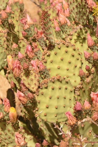 Hybrid Opuntia azurea × rufida · iNaturalist