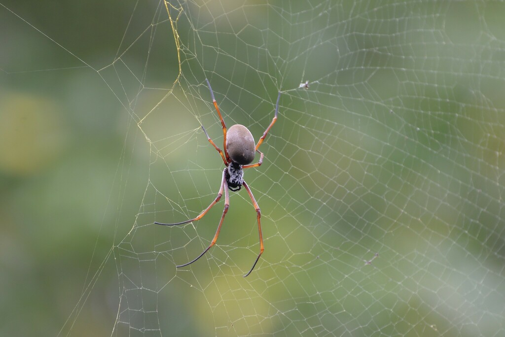 Tiger Spider from Umetch Village on December 3, 2022 at 02:18 PM by ...
