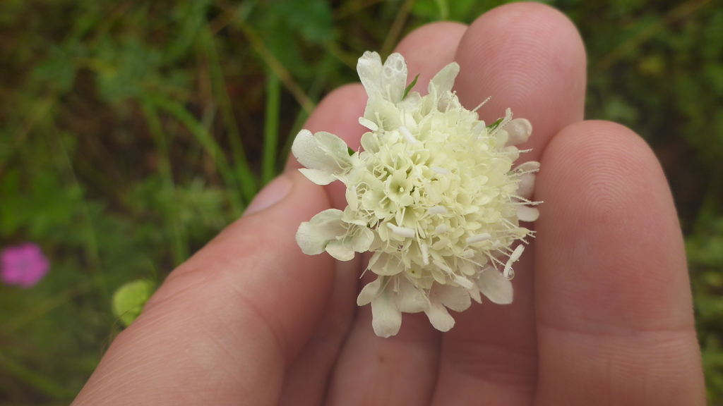 Cream Scabious from Alarskiy rayon, Irkutsk, Russia on July 13, 2022 at ...