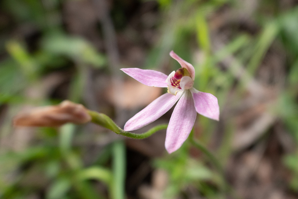 Pink Lady Fingers from Fryerstown VIC 3451, Australia on October 16 ...