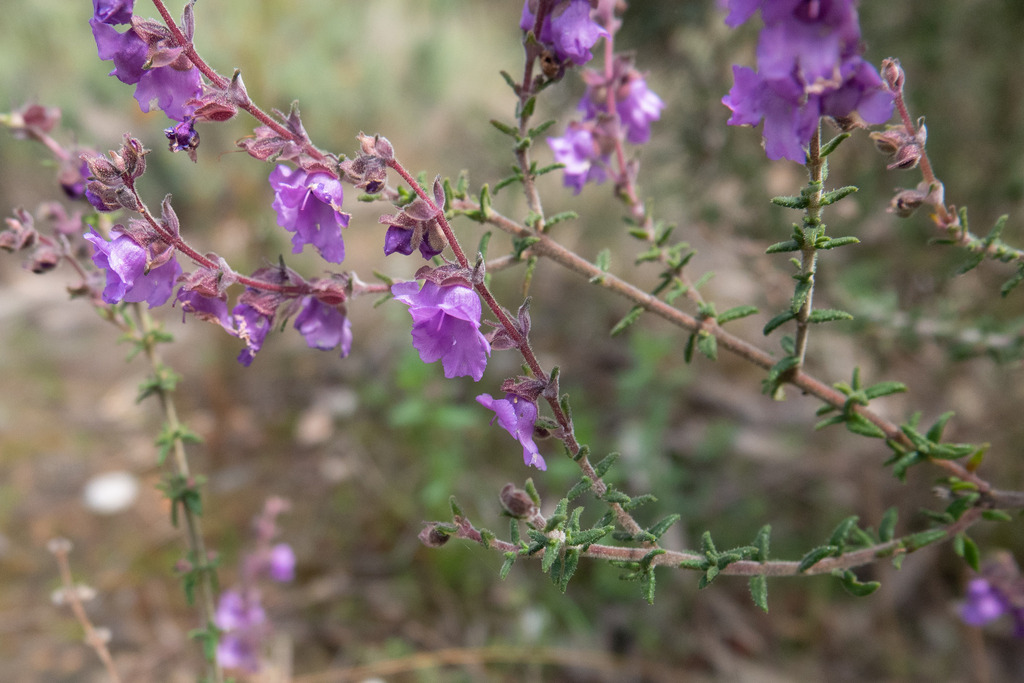 Rough Mint-bush from Mount Alexander Bal, Victoria, Australia on ...