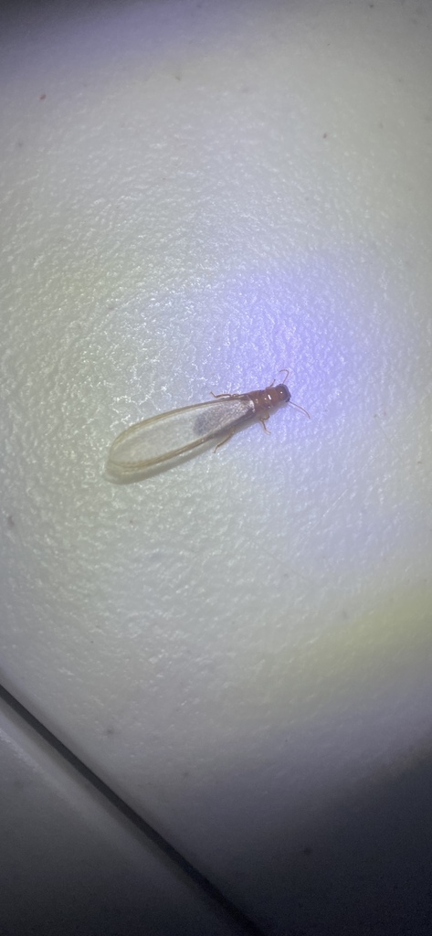 Drywood Termites from Sandbar, NSW, AU on December 22, 2022 at 10:00 PM ...