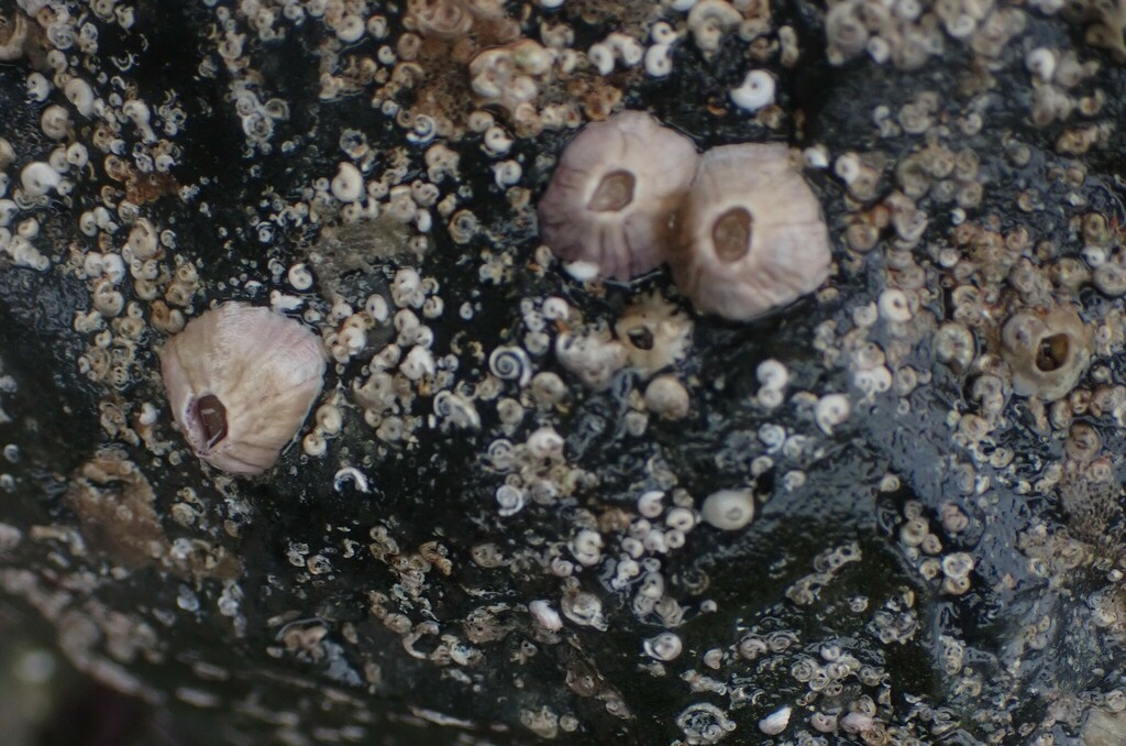 Volcano Barnacle from St. Ouen, Jersey on 21 December, 2022 at 12:33 PM ...
