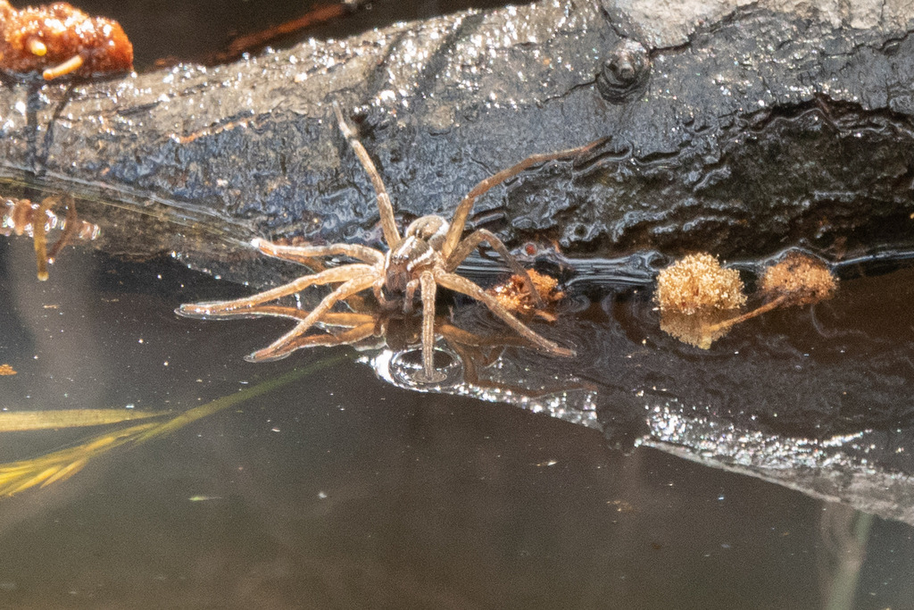 Fishing Spiders from Golden Point VIC 3451, Australia on October 22 ...