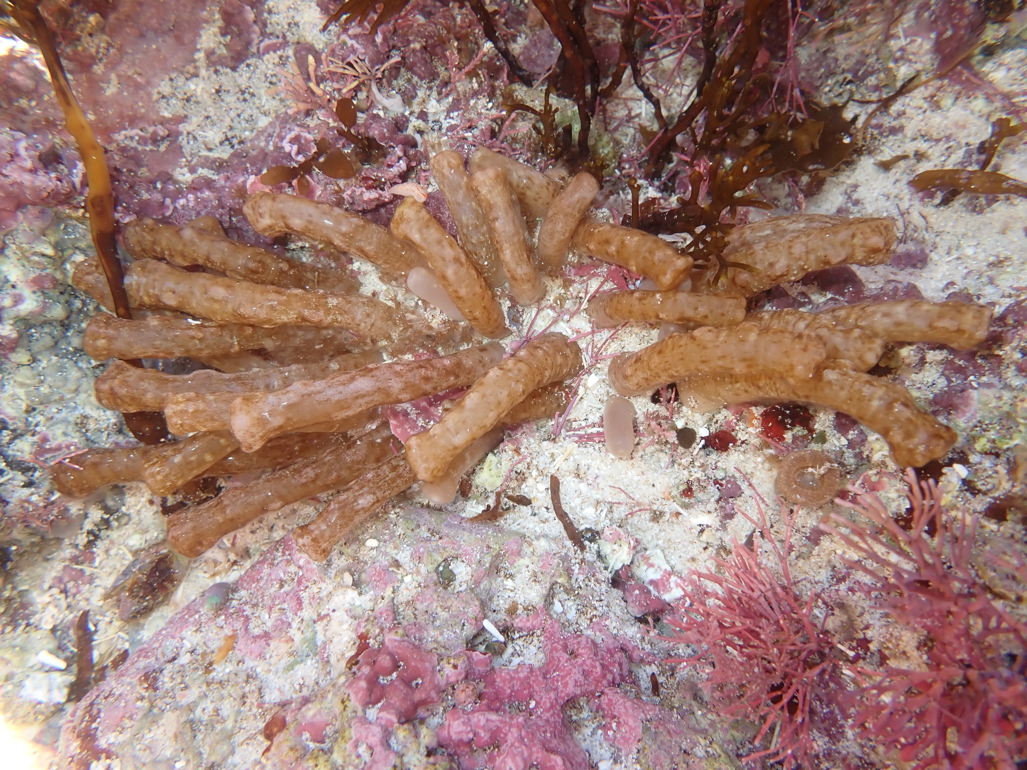 Isaurus tuberculatus Gray, 1828