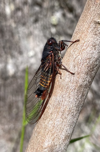 Yoyetta ngarabal · iNaturalist Mexico