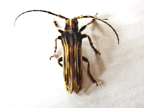 Taxon - Xylorhiza adusta - Gee Nature