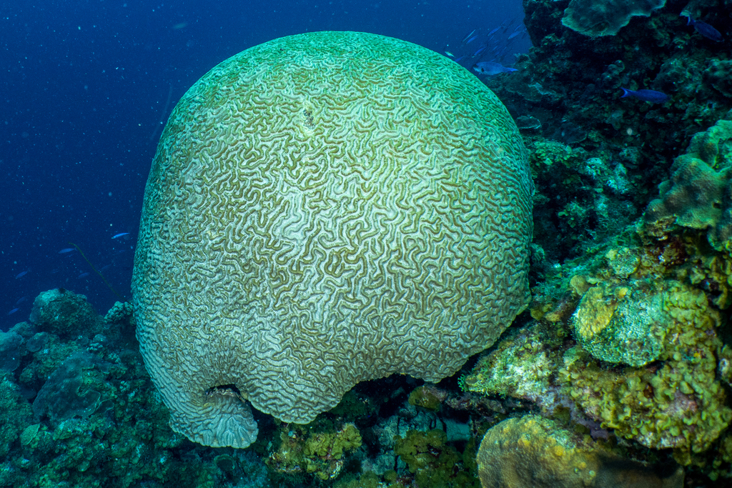 Boulder Brain Coral from Bonaire, BQ on April 28, 2022 at 04:44 PM by ...