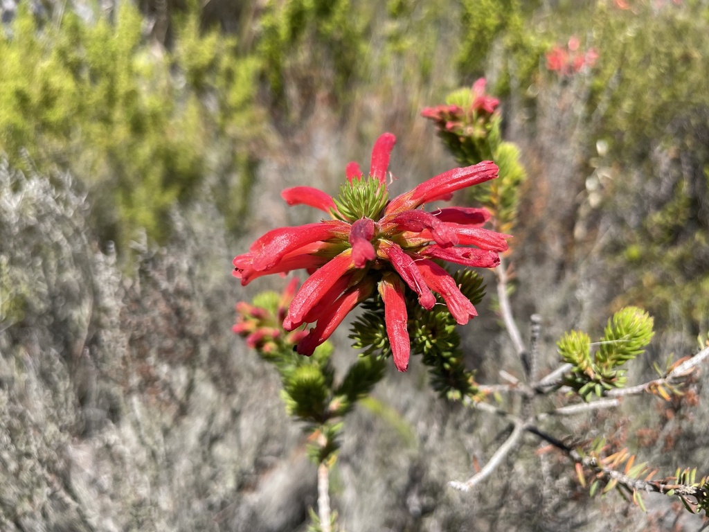 Red Heath from Table Mountain National Park, Cape Town, WC, ZA on ...